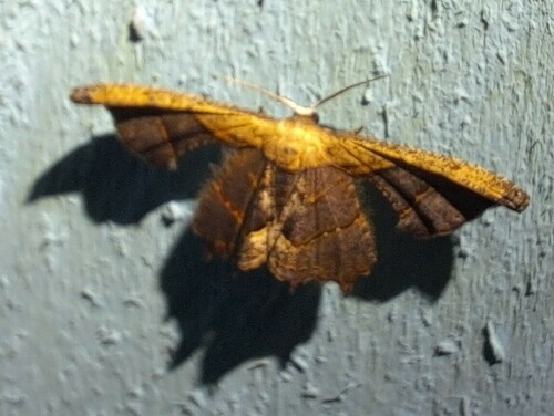 Phazaca configurata · NaturaLista Colombia