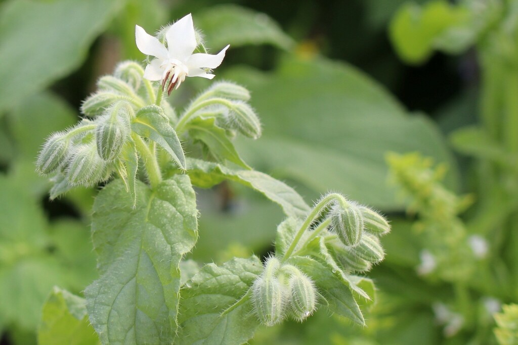 Borage from College, AK 99709, USA on August 5, 2023 at 11:53 AM by Scott F Smith. White ...