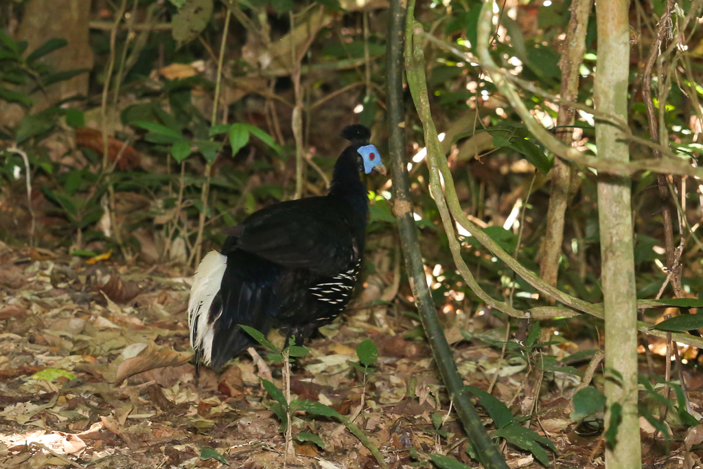 Malayan Crested Fireback in August 2023 by dhfischer · iNaturalist
