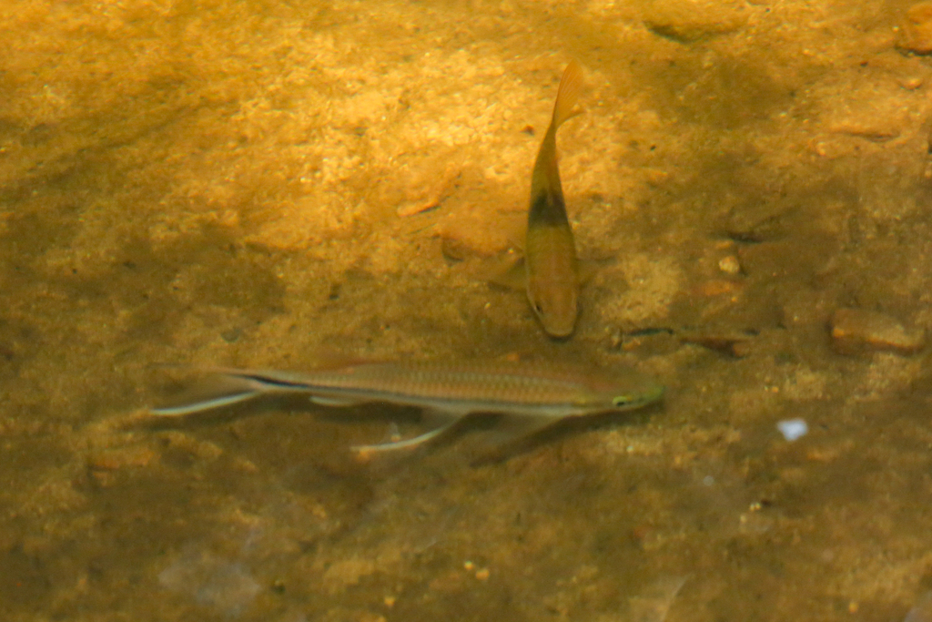 Luciosoma from Kuala Tahan, Taman Negara on August 7, 2023 at 04:37 PM ...