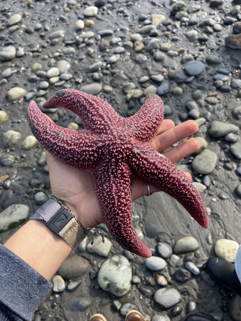 Northern Pacific Sea Star from Kachemak Bay, Homer, AK, US on August 20 ...
