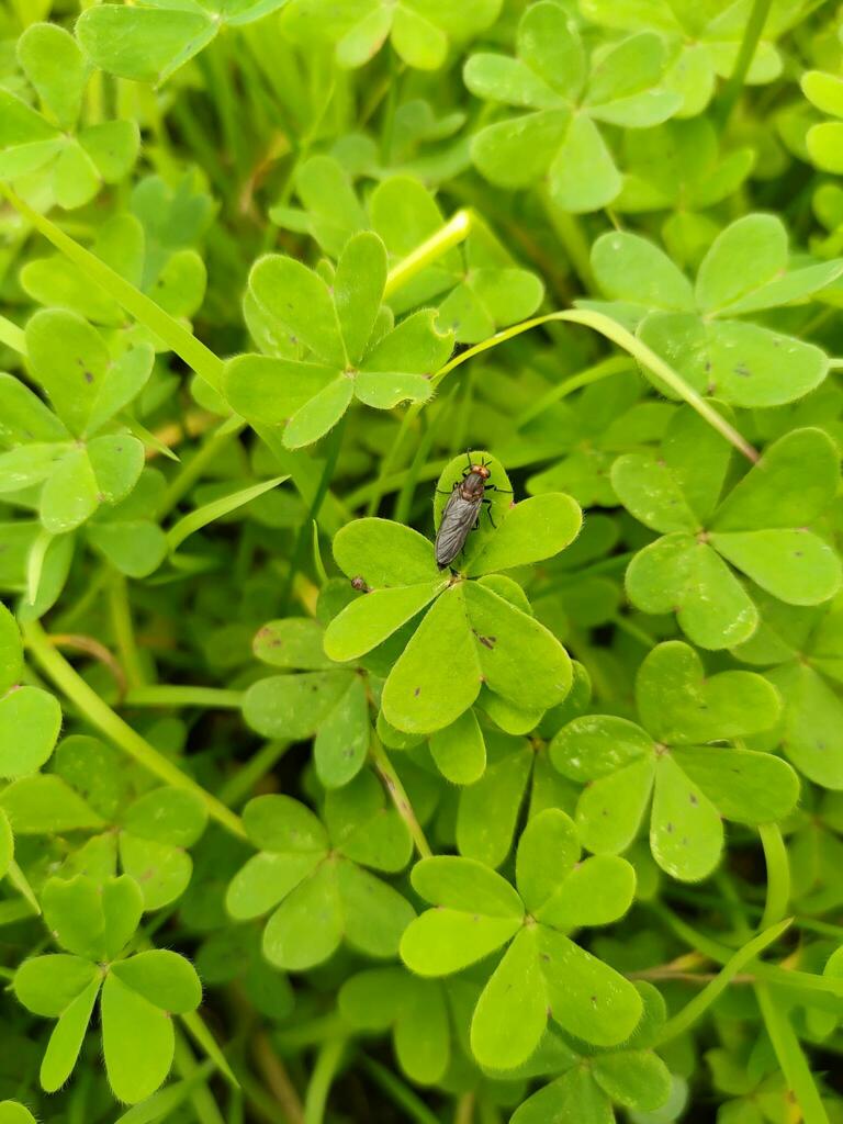 Inopus from Adelaide SA, Australia on August 23, 2023 at 11:33 AM by ...