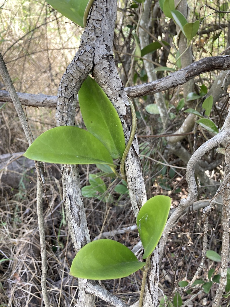native hoya from Mount Murchison, QLD, AU on August 10, 2023 at 12:07 ...