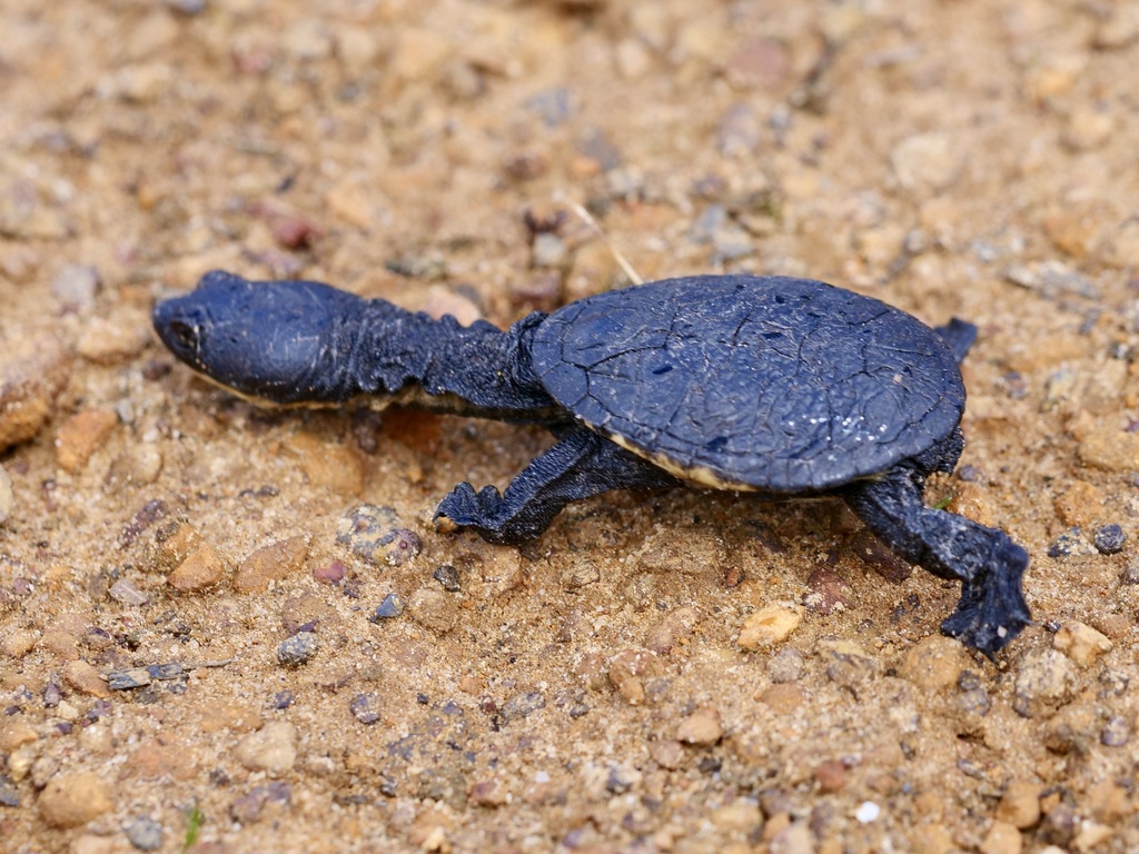 Southwestern snake-necked turtle from Hay WA 6333, Australia on August ...