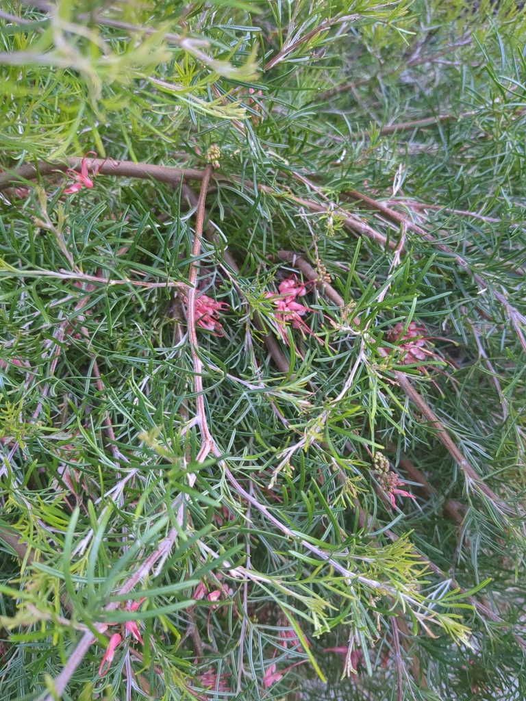 juniper-leaf grevillea from QUT M Block, Brisbane City QLD 4000 ...