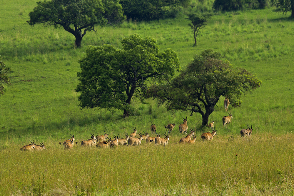 East African Eland from Gatsibo, Rwanda on January 9, 2019 at 08:18 AM ...