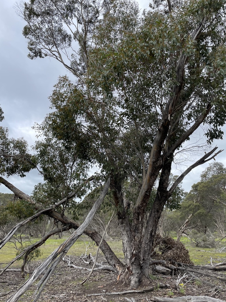bull mallee from Little Desert VIC 3418, Australia on August 23, 2023 ...