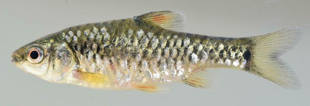 East African Red-finned Barb from Rwamagana, Rwanda on August 17, 2023 ...