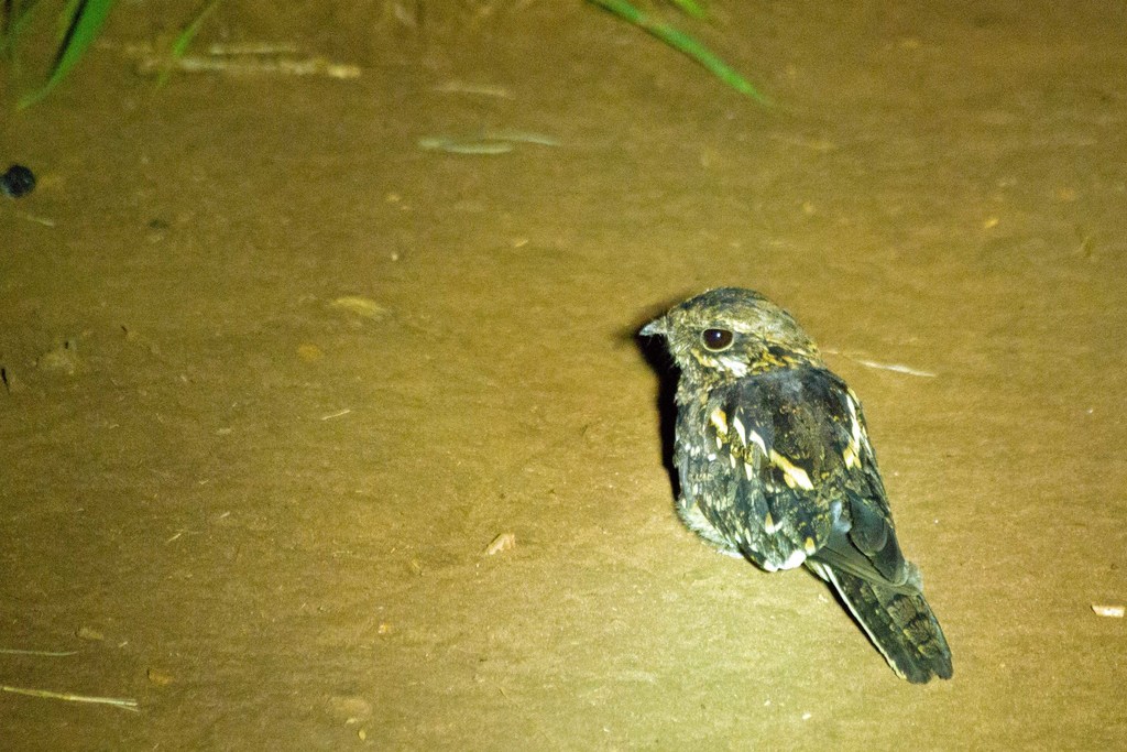Square-tailed Nightjar from Kayonza, Rwanda on November 19, 2018 at 07: ...