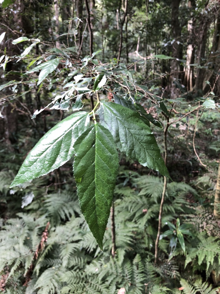 whalebone tree from Wengenville, QLD, AU on August 5, 2023 at 10:21 AM ...