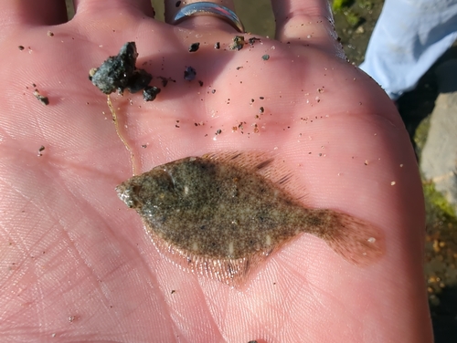 Starry Flounder (China Cove Organisms) · iNaturalist