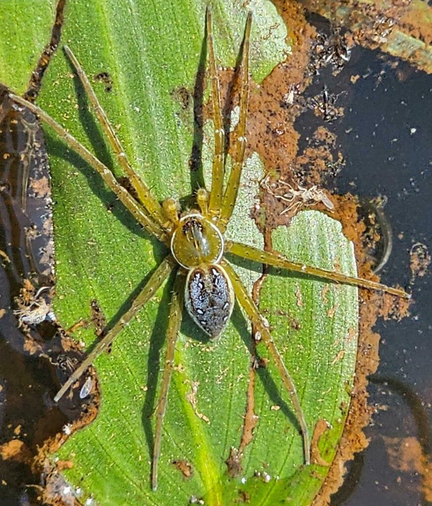 Fishing Spiders from Rwamagana, Rwanda on August 18, 2023 at 09:40 AM ...