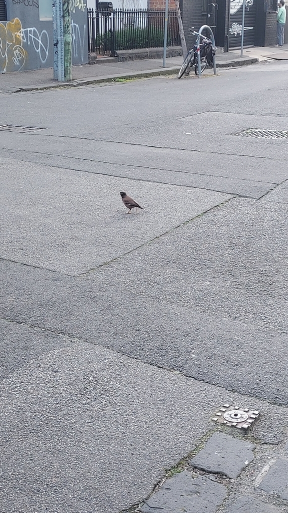 Common Myna from Napier Street on August 23, 2023 at 04:49 PM by ...