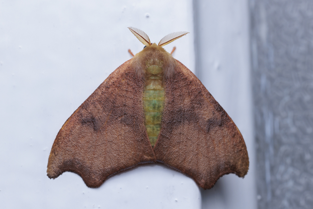 Arctornis marginata from 23, Jalan Peninjau, Bukit Fraser, 49000 Bukit ...
