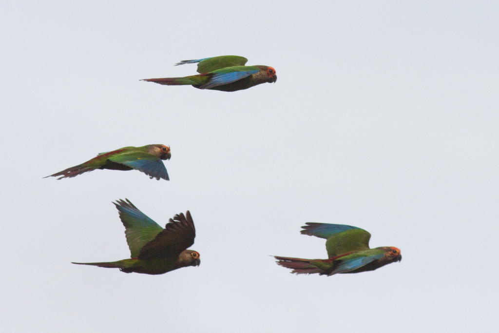 Rose-fronted Parakeet from Zacanbuzinho, Amazonas, BR on January 12 ...