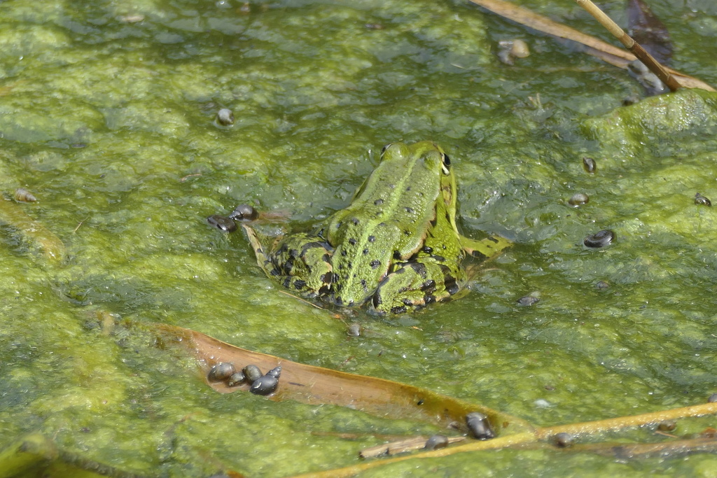 Water Frogs from Naturpark Usedom, Zinnowitz, Mecklenburg-Vorpommern ...