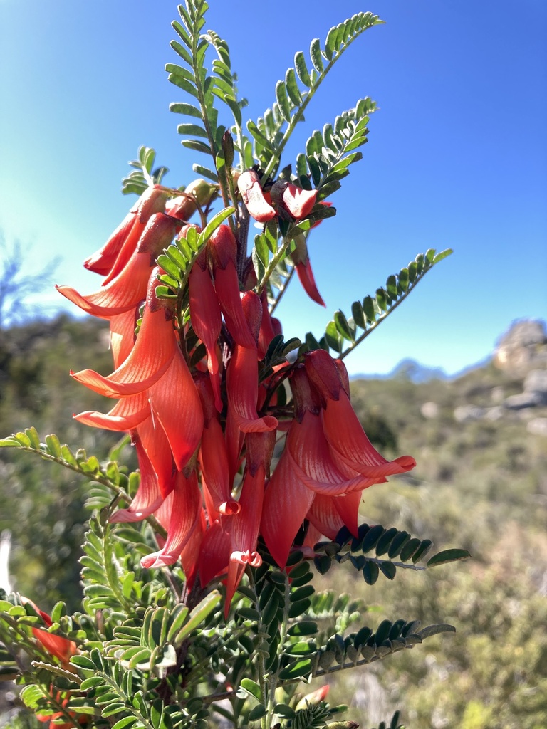 cancer bush from Cederberg Wilderness Area, Citrusdal, WC, ZA on August ...