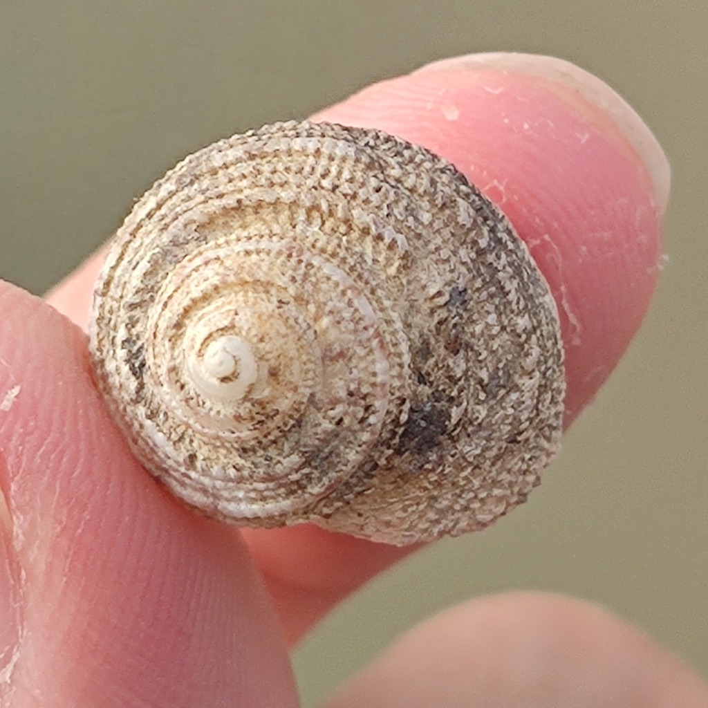 Euchelus scaber from Zhanjiang, CN-GD, CN on August 20, 2023 at 08:25 ...