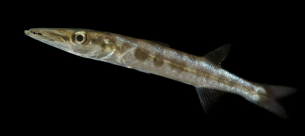 Great Barracuda from Backreef lagoon, Carrie Bow Cay, Belize on July 7 ...