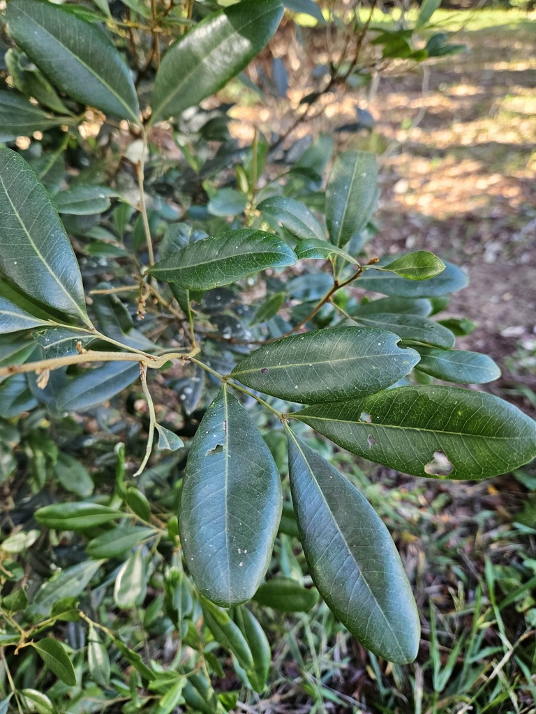 Guioa from Cooran QLD 4569, Australia on August 3, 2023 at 01:46 PM by ...