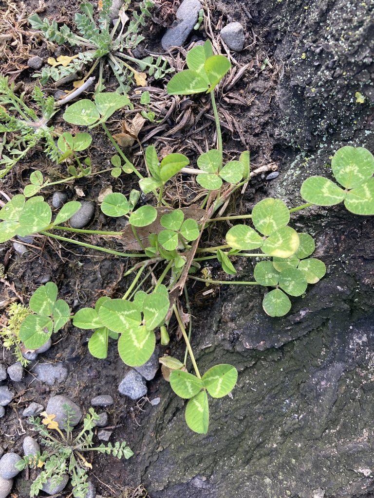 white clover from Darfield, New Zealand on August 21, 2023 at 09:43 AM ...