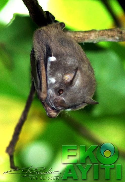 Cuban Fig-eating Bat (Phyllops falcatus) - Know Your Mammals