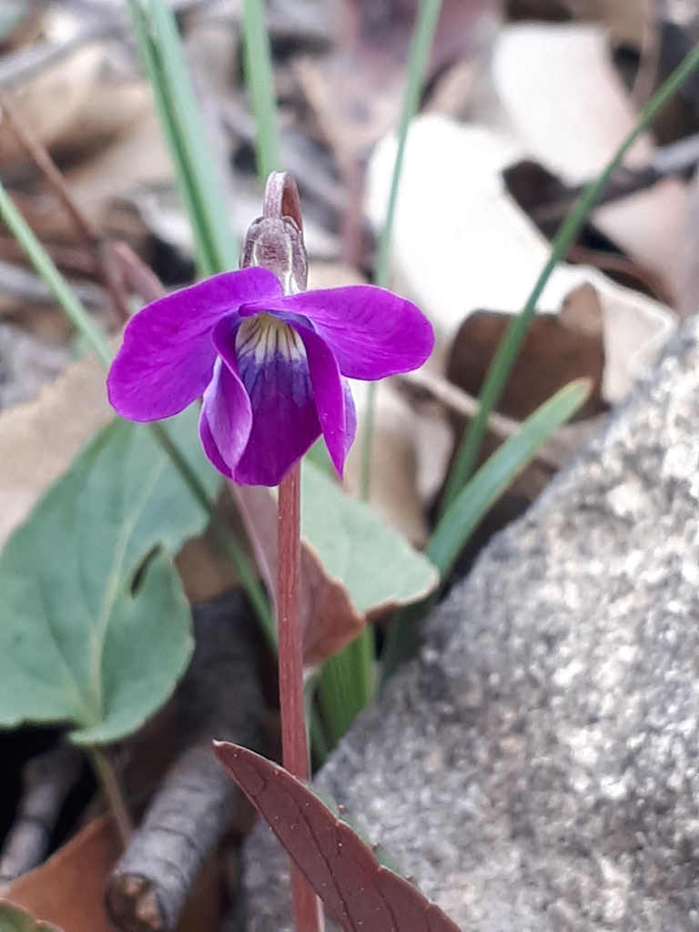 Viola betonicifolia betonicifolia from Hartley Vale NSW 2790, Australia ...