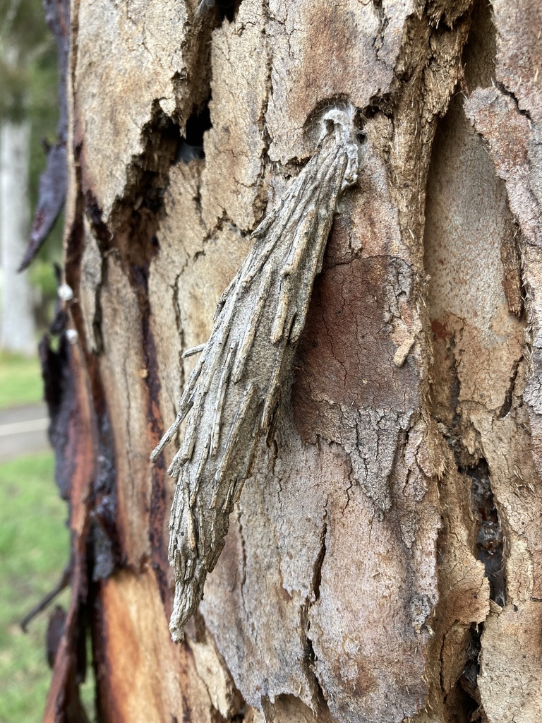 Saunder's Case Moth from Moonee Ponds Creek Trail, Travancore, VIC, AU ...