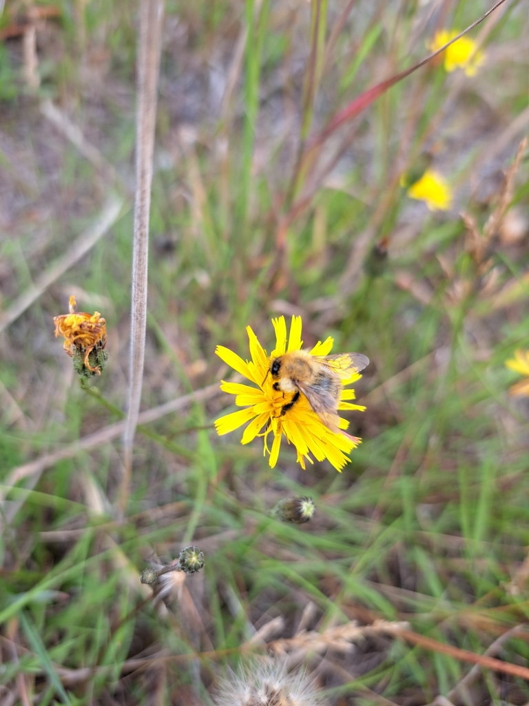 Common Carder Bumble Bee from East Riding of Yorkshire, England, GB on ...