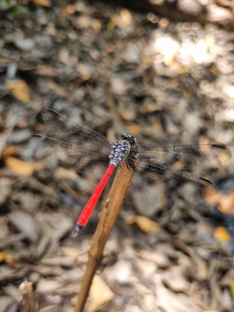 Asian Blood Tail from Cherthala on August 22, 2023 at 12:15 PM by ...