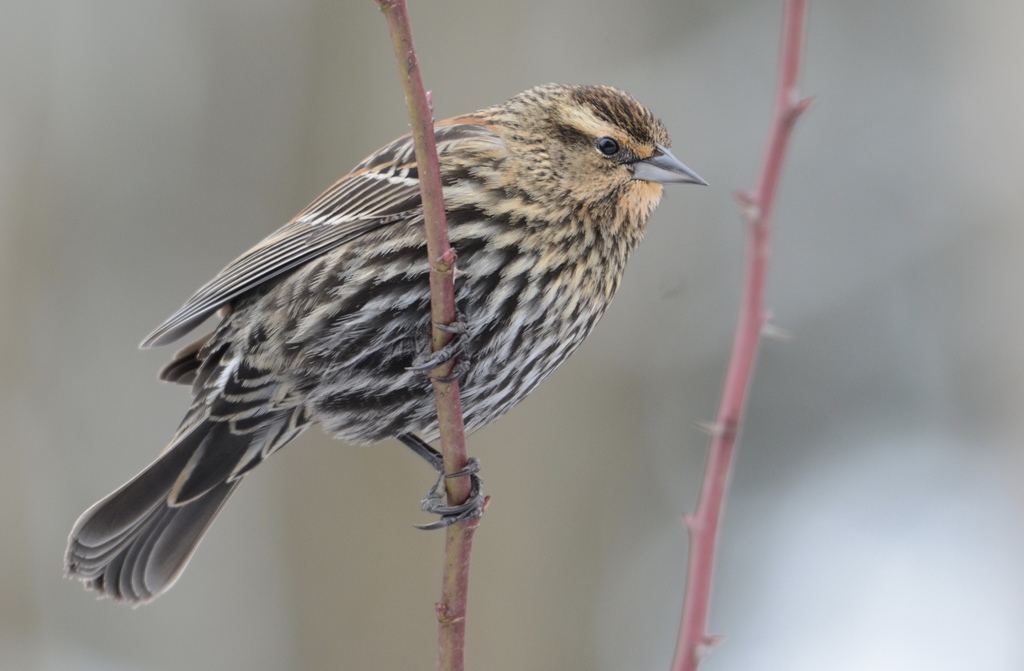 Red-winged Blackbird (Perching Birds of Southern Ontario (Very Common ...