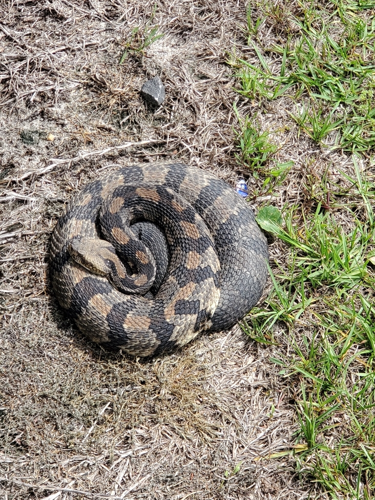 Timber Rattlesnake in May 2023 by boiledegghole. I suspect it might be ...