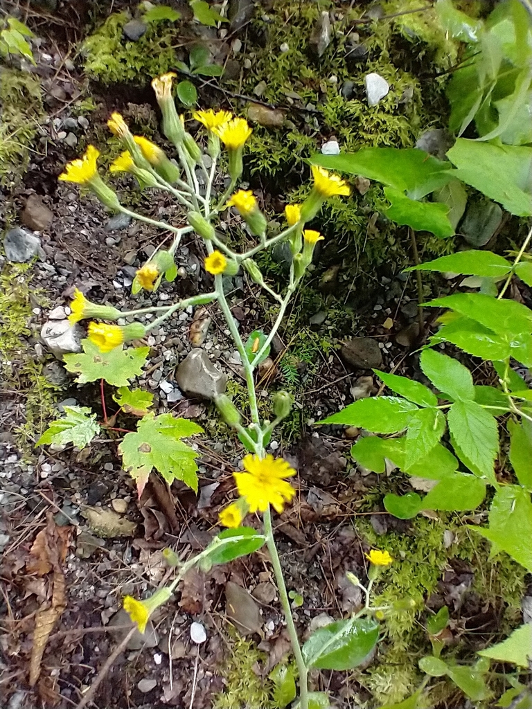 rough hawkweed from Chittenden County, US-VT, US on August 18, 2023 at ...