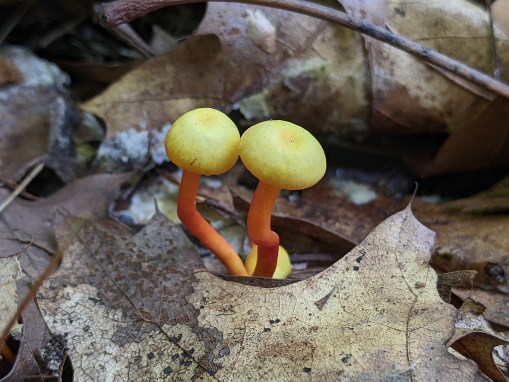 Hygrocybe parvula from Metamora-Hadley Recreation Area on August 20 ...