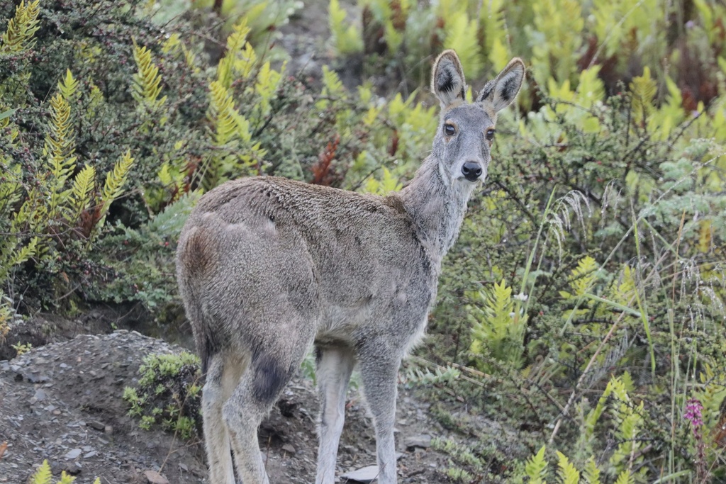 Alpine Musk Deer in August 2023 by shigui_huang · iNaturalist