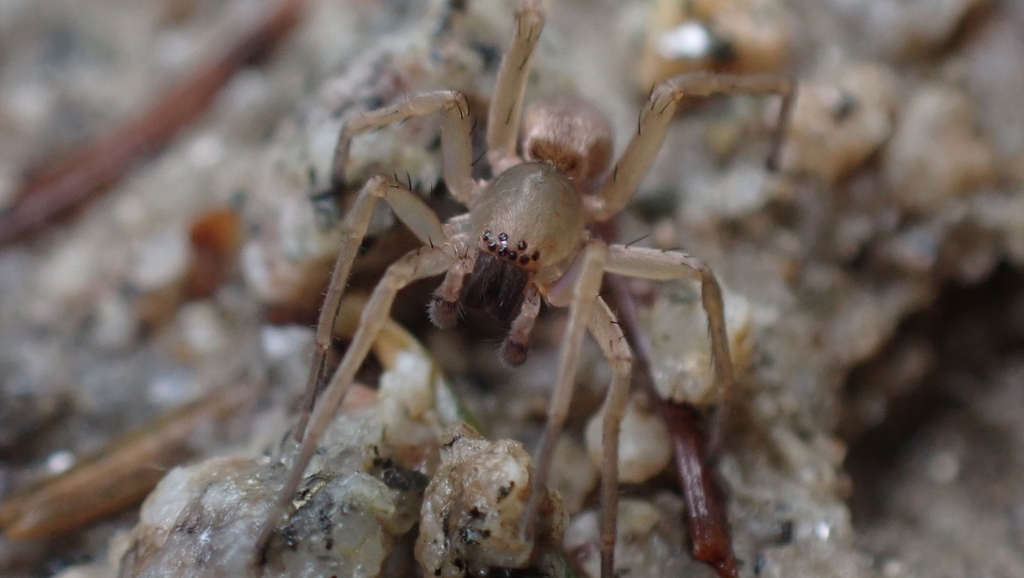 Clubiona terrestris from 77889 Seebach, Allemagne on August 13, 2023 at ...
