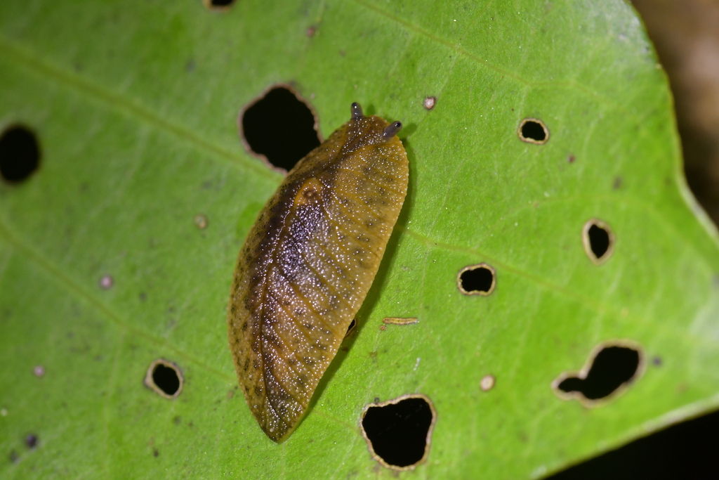 Leaf-veined Slugs from Belmont, Lower Hutt, New Zealand on August 22 ...
