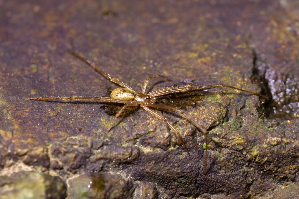 Square-ended Cobweb Spiders from Belmont, Lower Hutt, New Zealand on ...