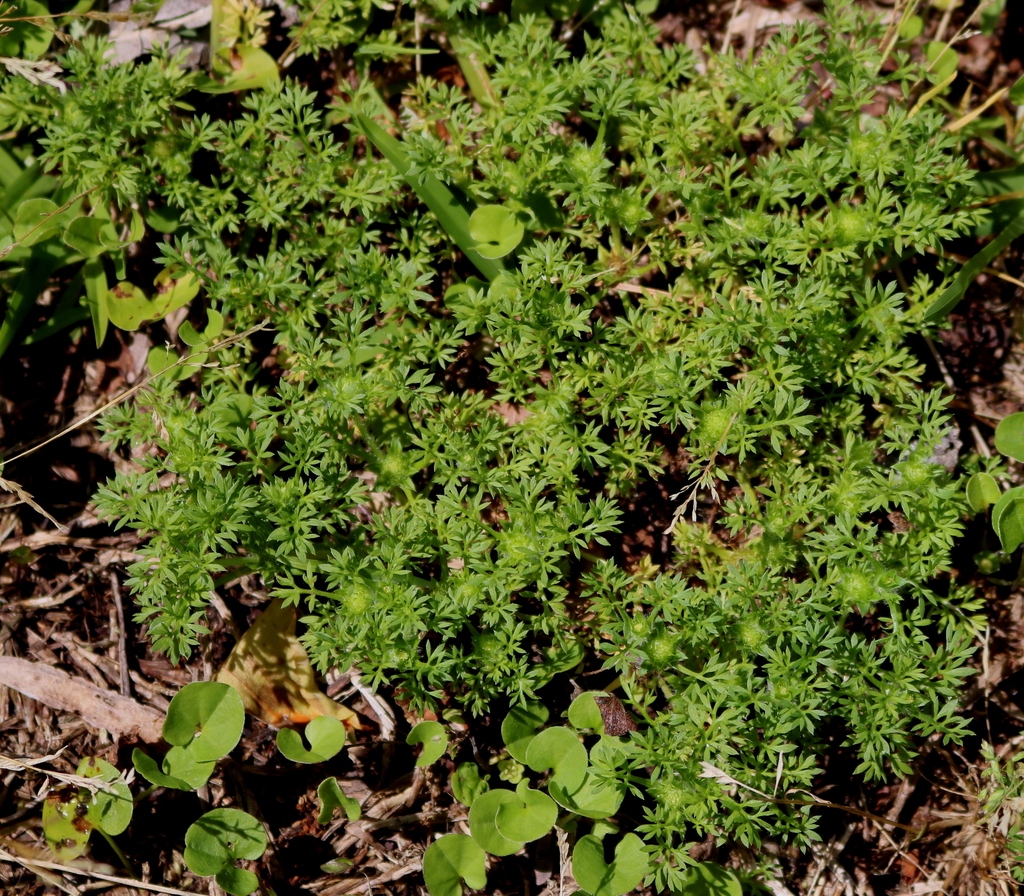 common soliva from Troy, AL, USA on April 26, 2018 at 02:54 AM by Alvin ...