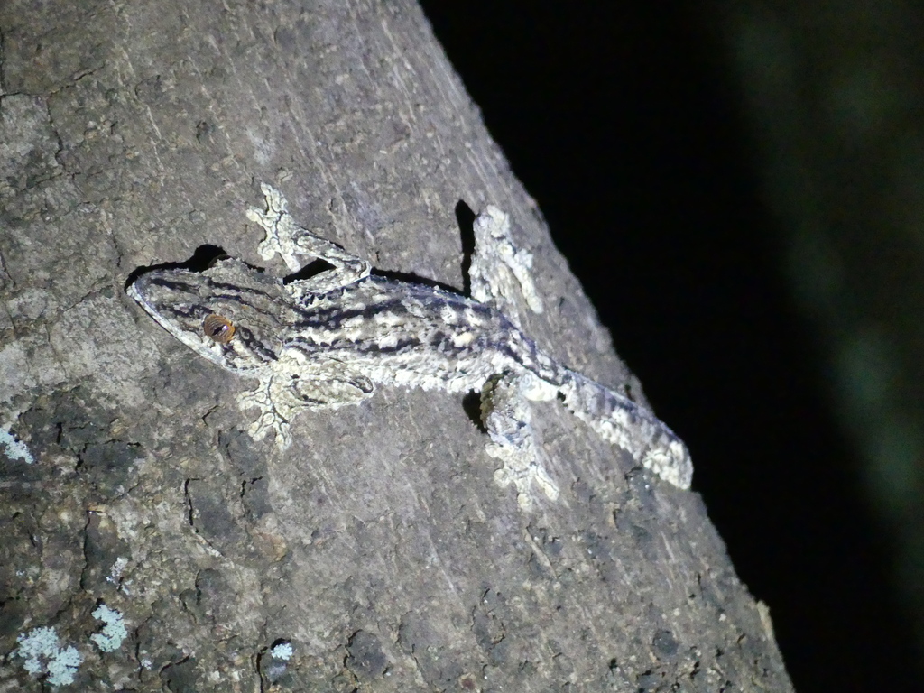 Henkel's Leaf-tailed Gecko in November 2022 by Royle Safaris · iNaturalist