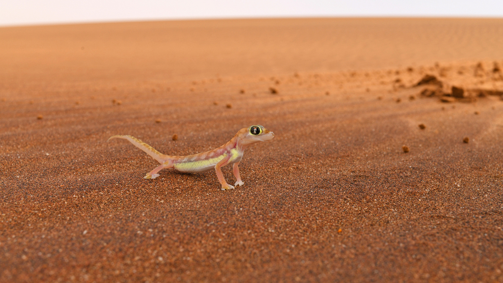 Namib Sand Gecko from Erongo Region, Namibia on June 9, 2021 at 10:04 ...
