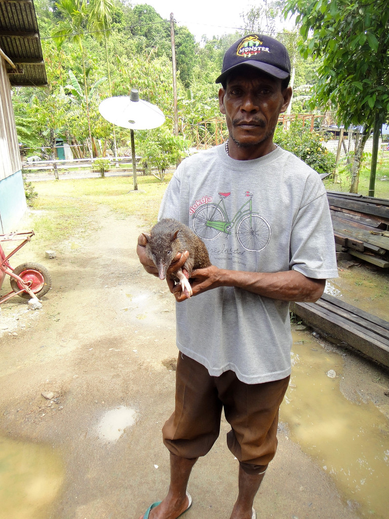 Long-nosed Echymipera from Teluk Wondama Regency, West Papua, Indonesia ...