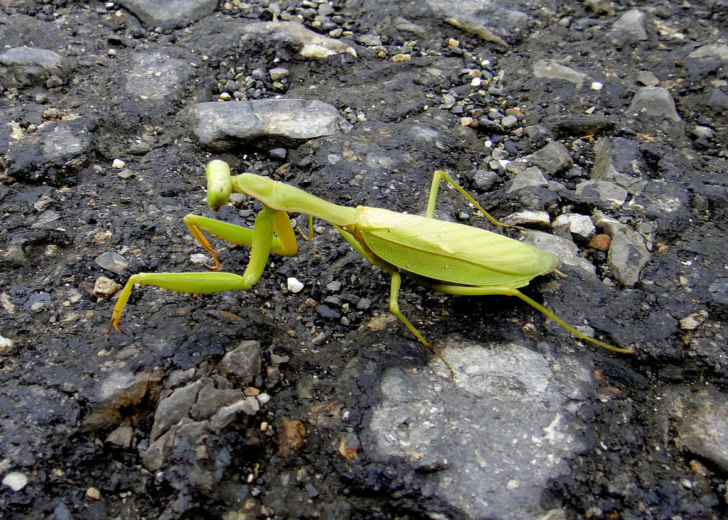 Giant Asian Mantises from Teluk Wondama Regency, West Papua, Indonesia ...