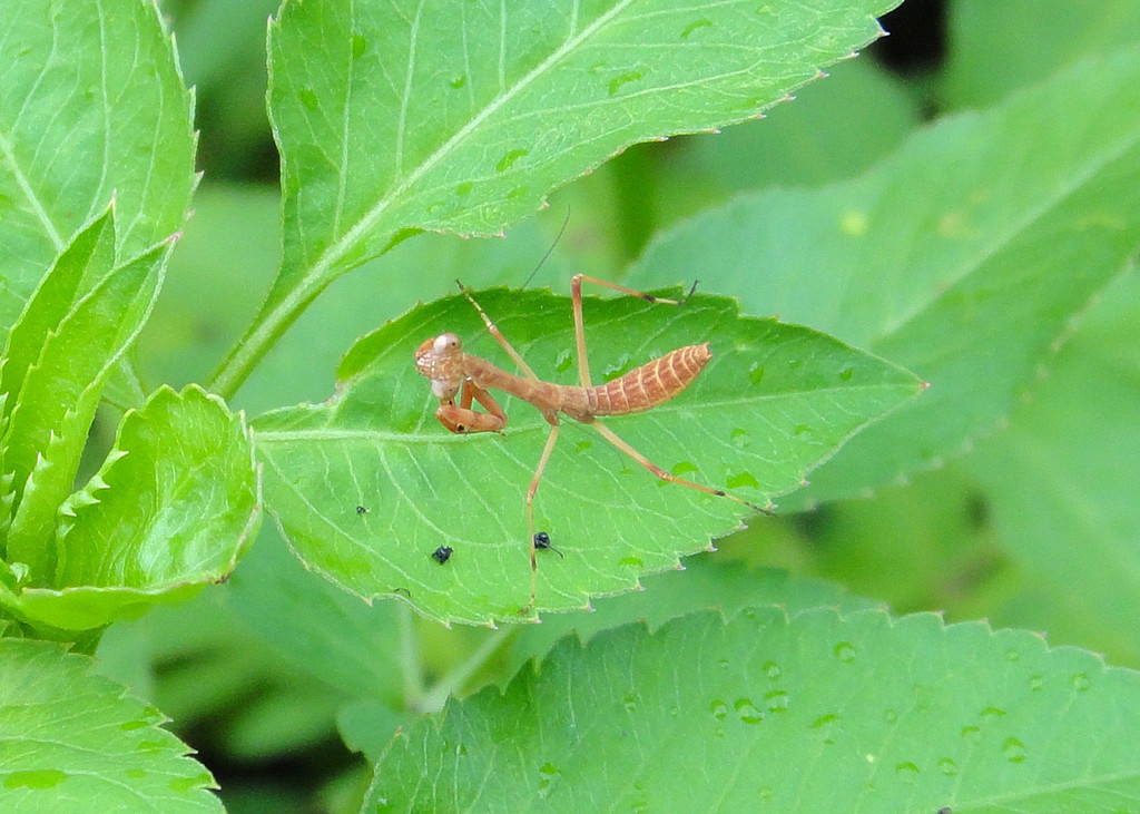 Giant Asian Mantises from Teluk Wondama Regency, West Papua, Indonesia ...