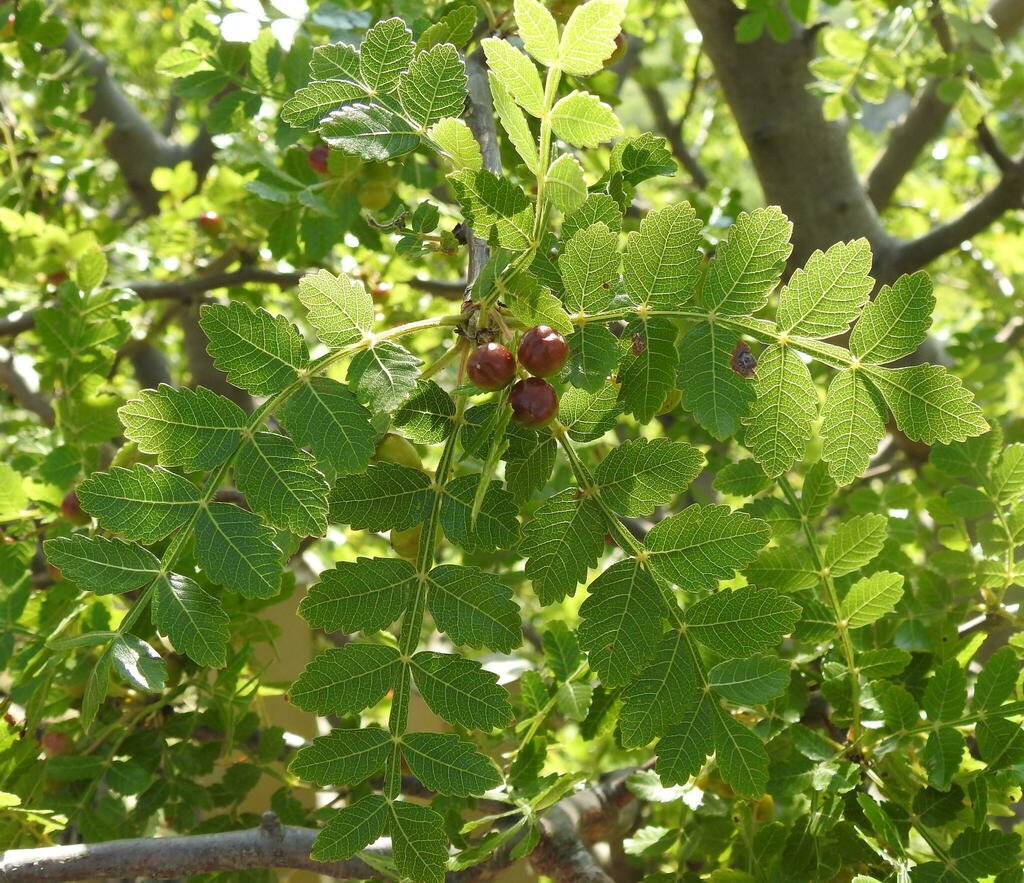 Bursera glabrifolia from Yagul, Oaxaca, Mexico on August 12, 2023 at 10 ...