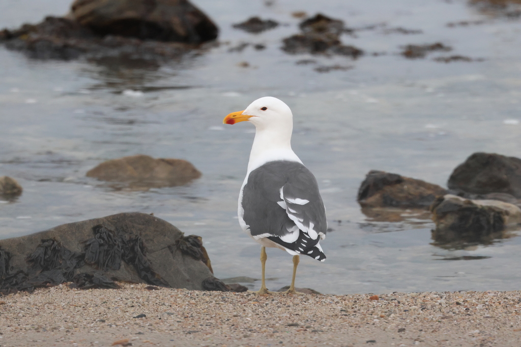 Cape Gull from Karas Region, Namibia on August 15, 2023 at 05:15 PM by ...