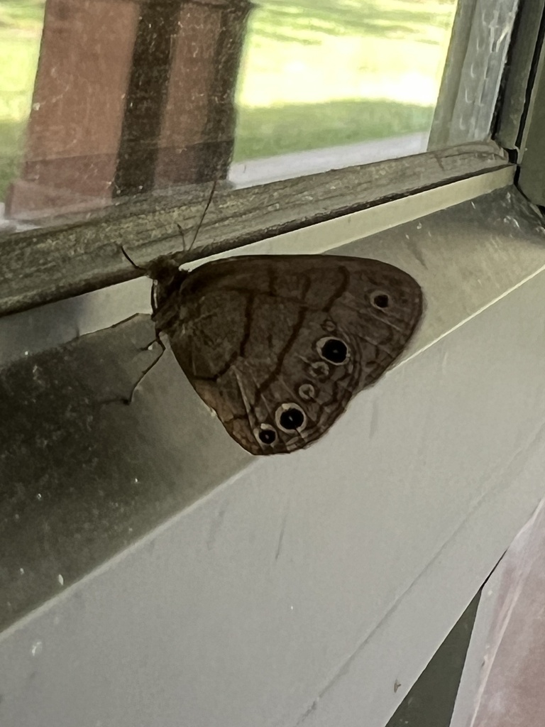 Intricate Satyr from Midway, AL, US on August 21, 2023 at 03:44 PM by ...