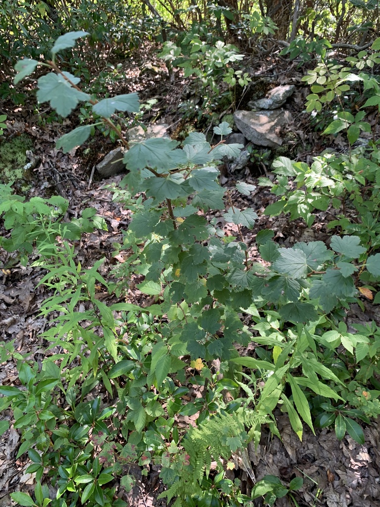 Appalachian Gooseberry from George Washington & Jefferson National ...