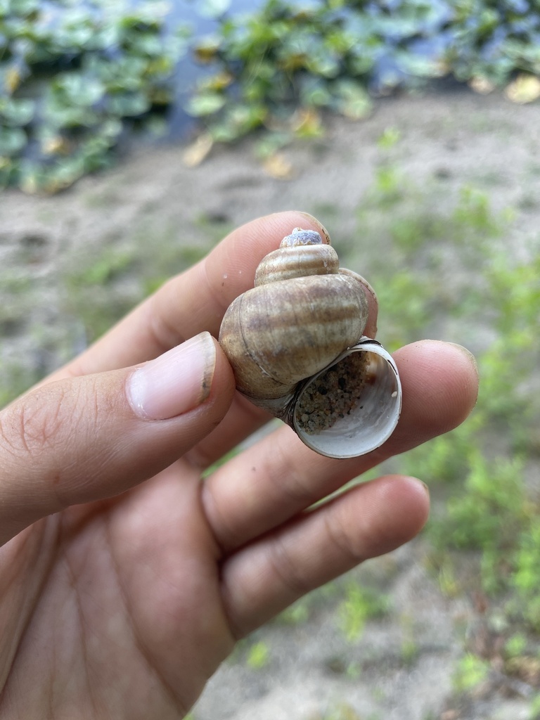 Banded Mystery Snail from Mitchell Lake, Eden Prairie, MN, US on August ...