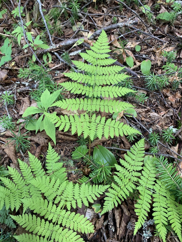 wood ferns from Island View Heights, Saint John, NB, CA on August 22 ...